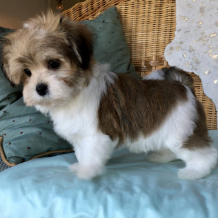 Havanese Gallery | Southern Silks Puppies