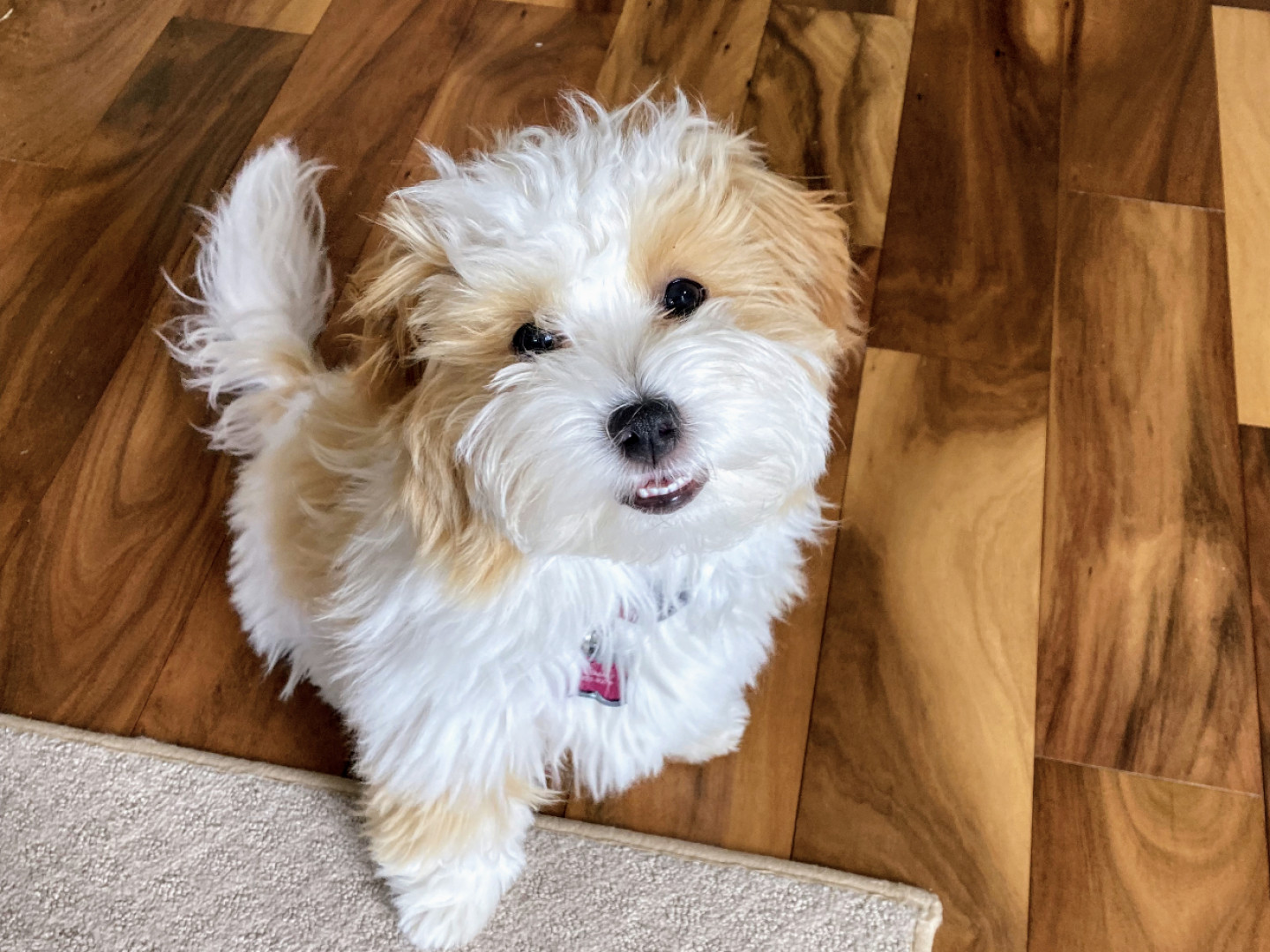 About Havanese | Southern Silks Puppies